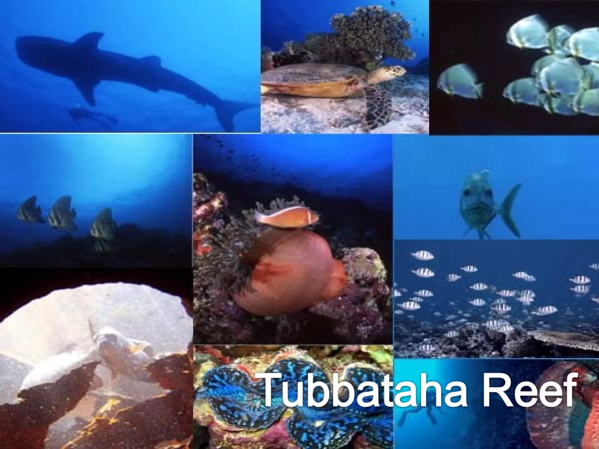 Rehiyon IV-B (Mimaropa) | PPT