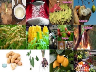 Rehiyon IV-B (Mimaropa) | PPT