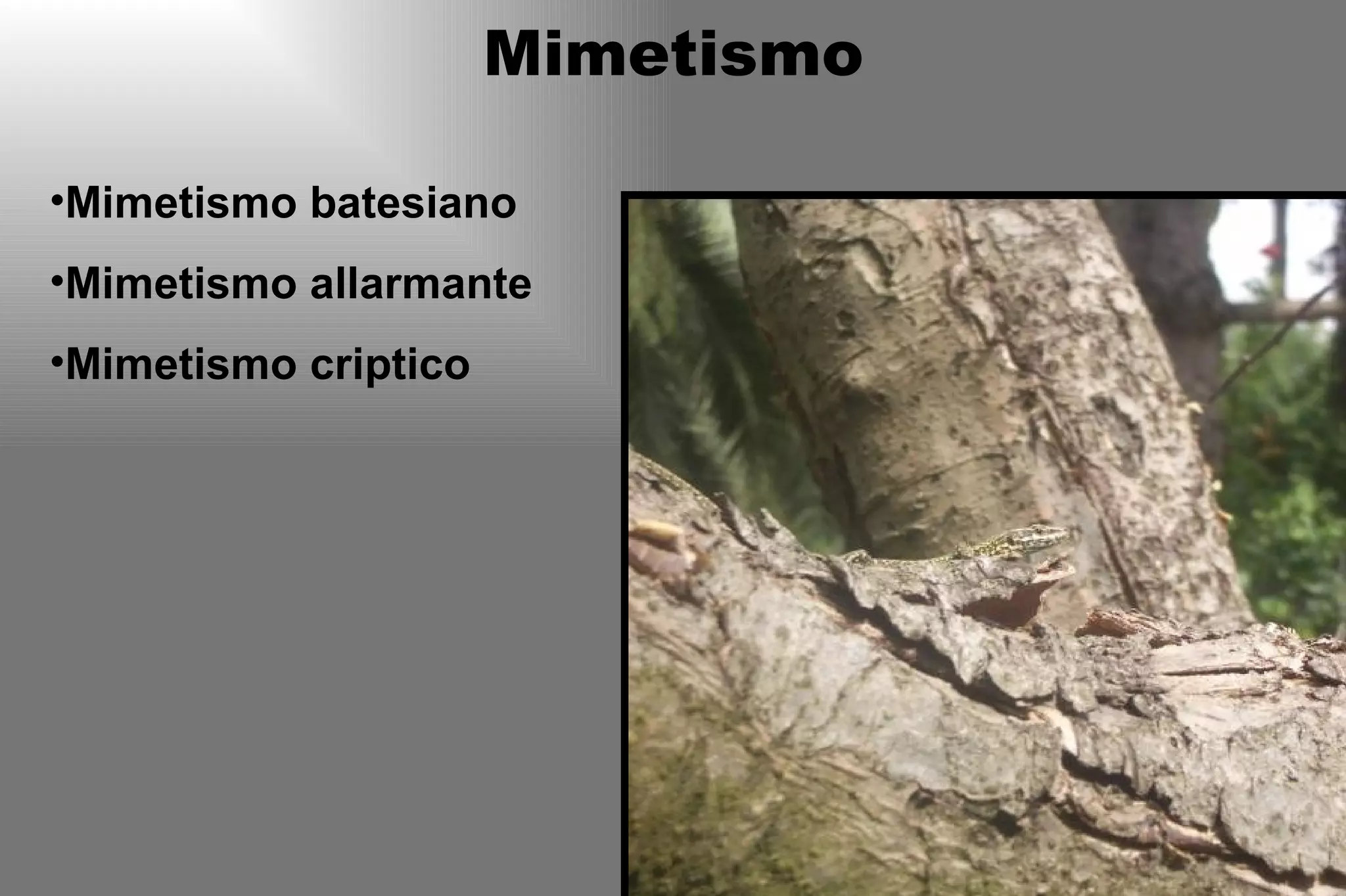 Mimetismo | PPT