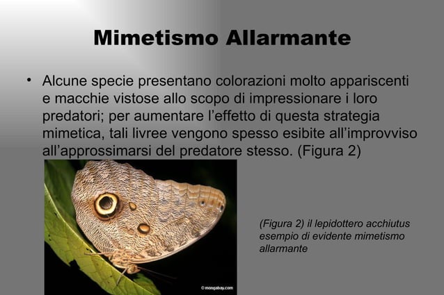 Mimetismo | PPT
