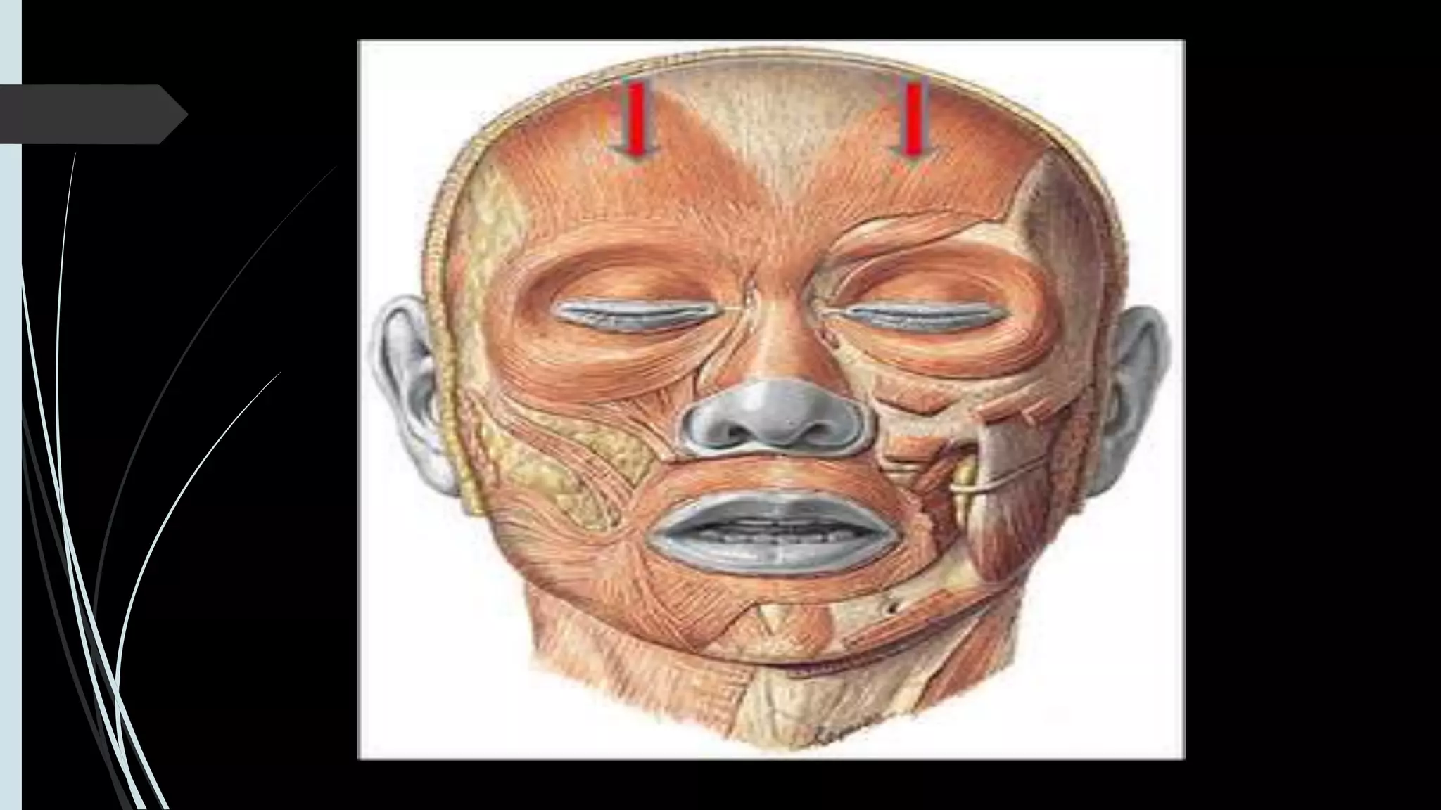 MÚSCULOS FACIALES | PPTX