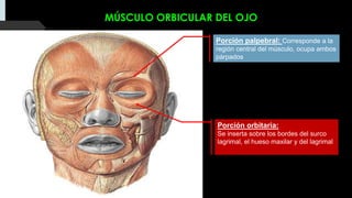 MÚSCULOS FACIALES | PPTX