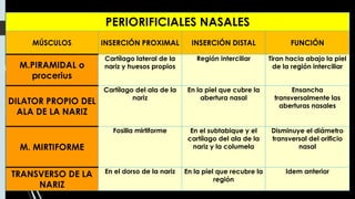 MÚSCULOS DE LA Mímica | PDF
