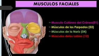 MÚSCULOS DE LA Mímica | PDF