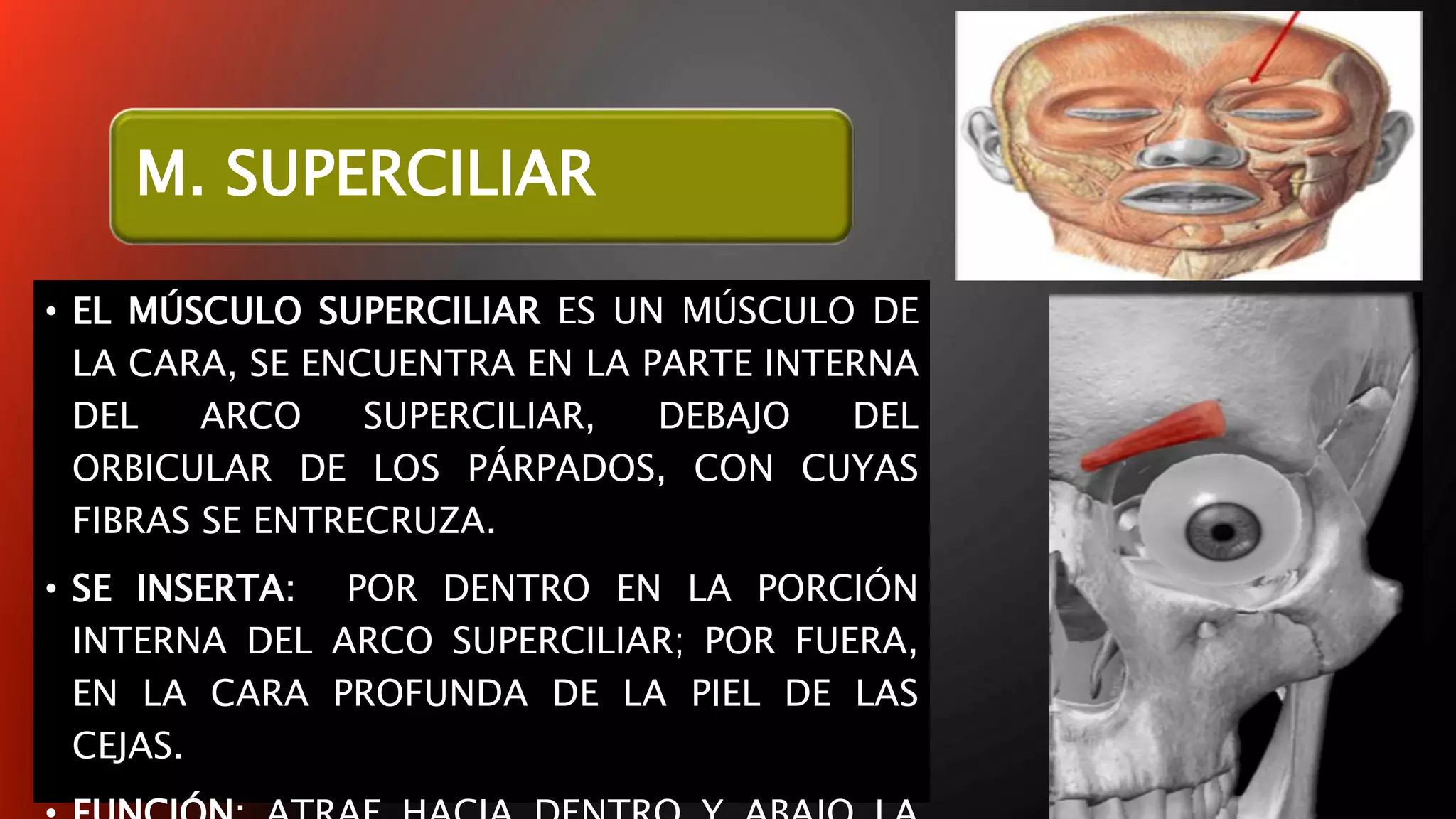 MUSCULOS DE LA MIMICA | PPTX