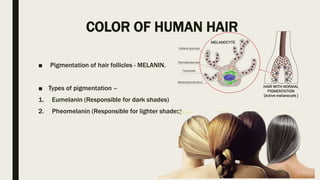 Mimic melanin | PPTX