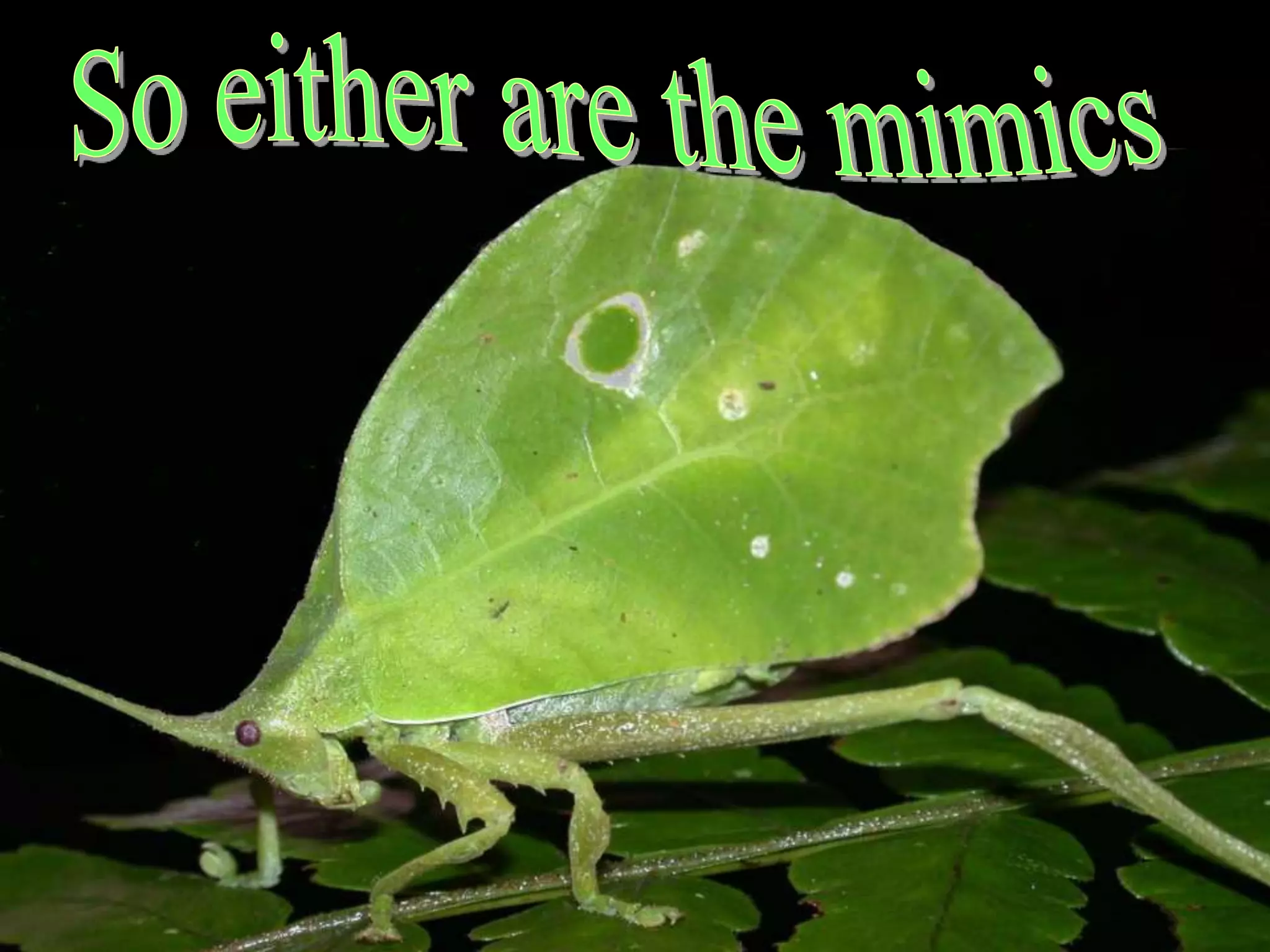 Mimicry Lesson PowerPoint, Animals, Environment, | PPTX