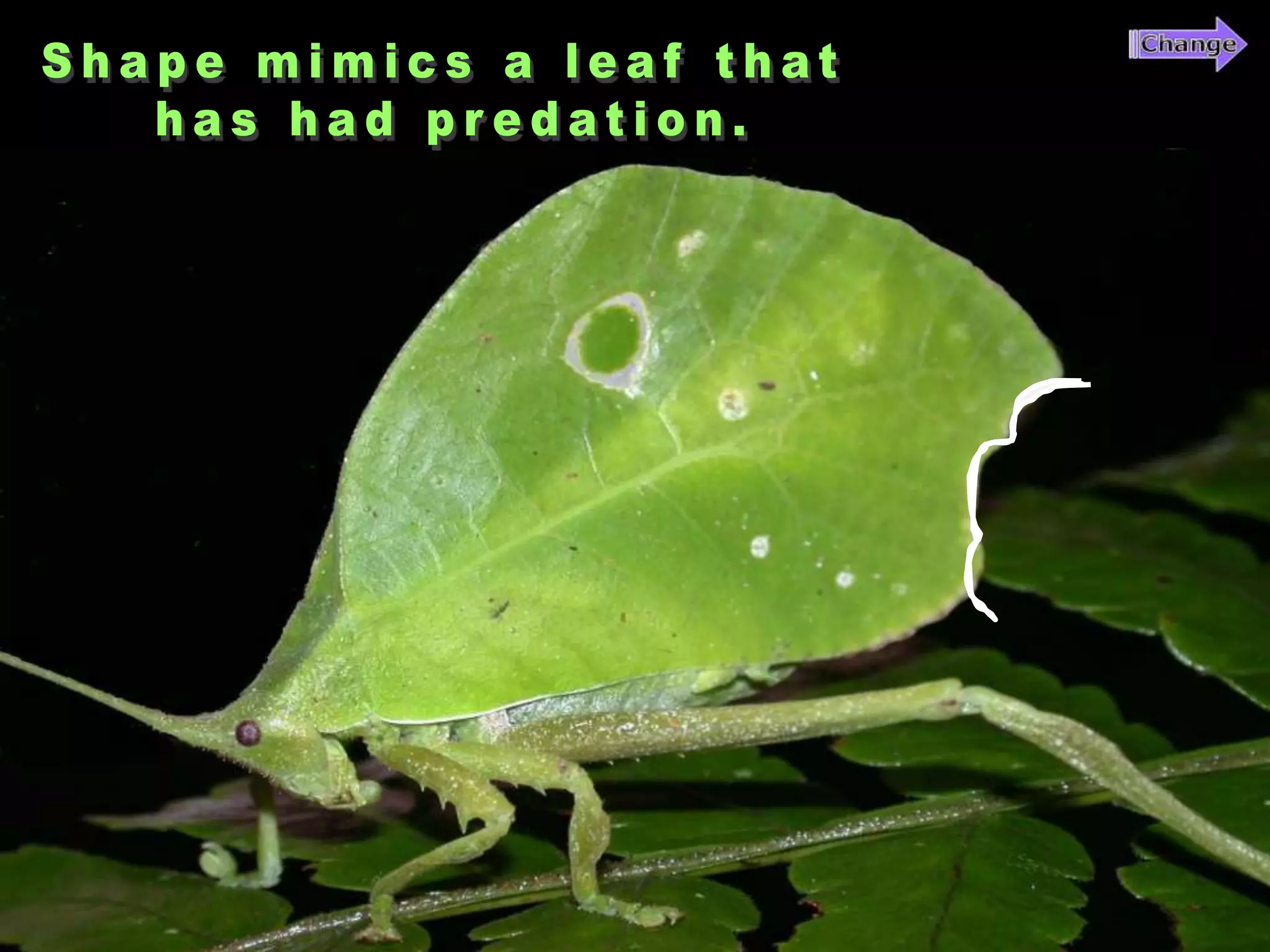 Mimicry Lesson PowerPoint, Animals, Environment, | PPTX
