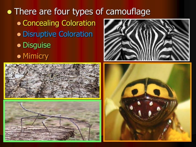 Mimicry Lesson PowerPoint, Animals, Environment, | PPTX