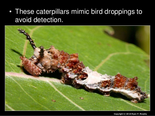 Mimicry Lesson PowerPoint, Animals, Environment,