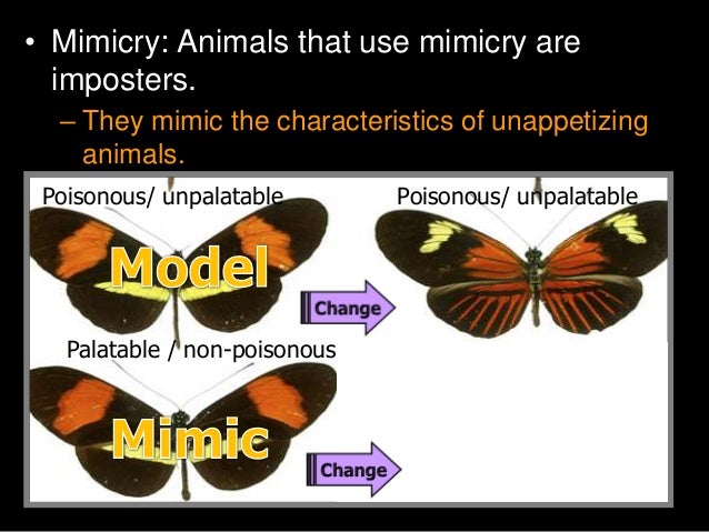 Mimicry Lesson PowerPoint, Animals, Environment,