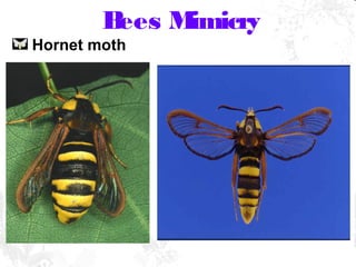 Mimicry in insects | PPT