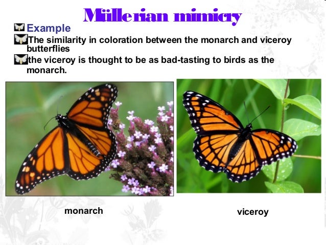 Mimicry in insects
