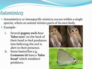 Mimicry (Evolutionary Biology) | PPTX