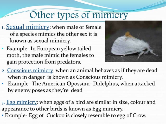 Mimicry (Evolutionary Biology) | PPT