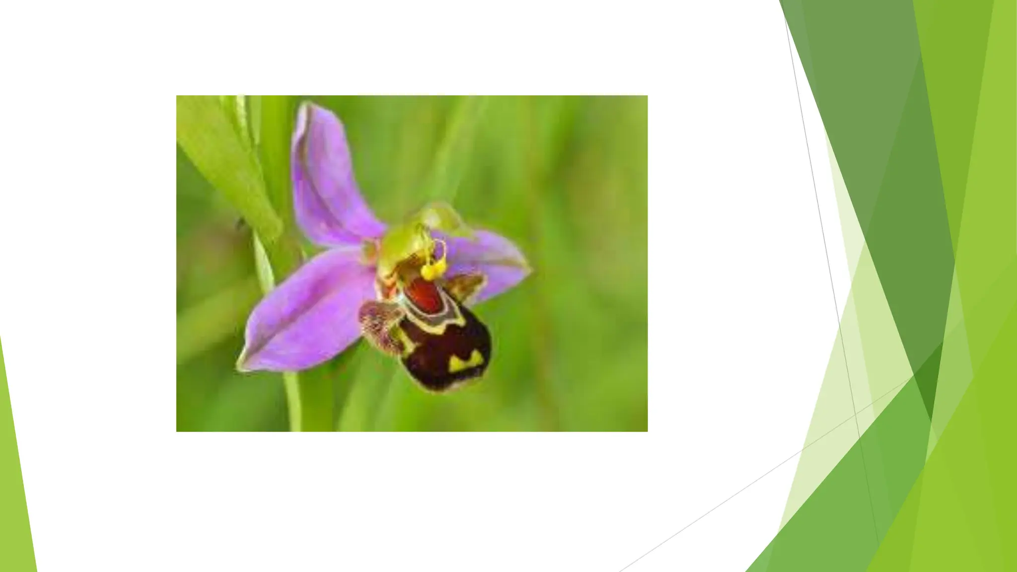 Mimicry in plants, plant ecology ☘️🌵☘️🌵 | PPTX