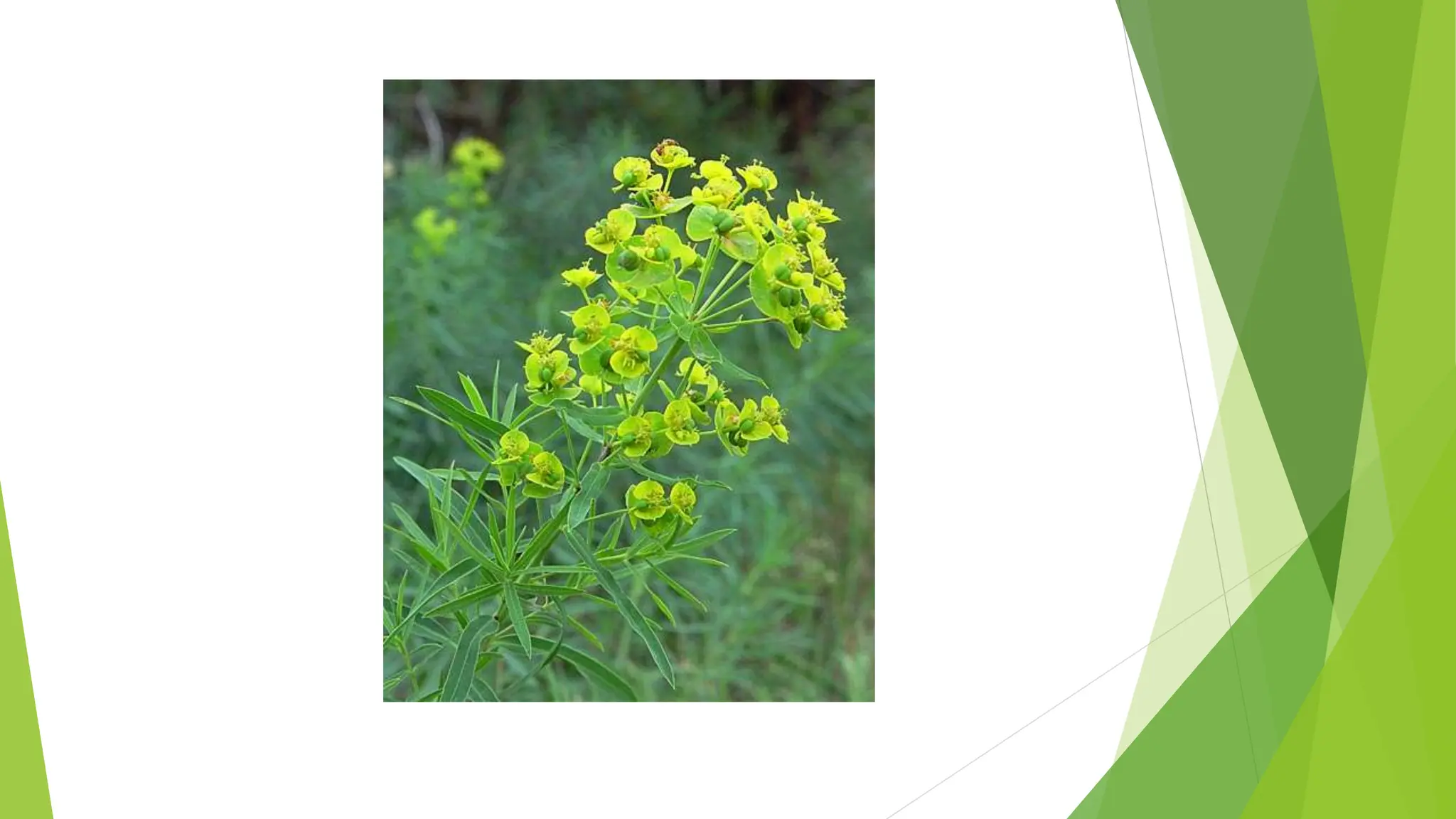 Mimicry in plants, plant ecology ☘️🌵☘️🌵 | PPTX
