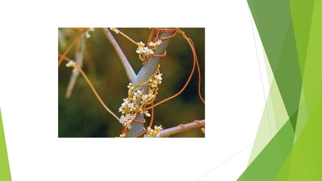 Mimicry in plants, plant ecology ☘️🌵☘️🌵 | PPTX