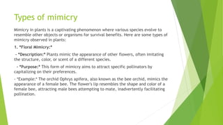 Mimicry in plants, plant ecology ☘️🌵☘️🌵 | PPTX