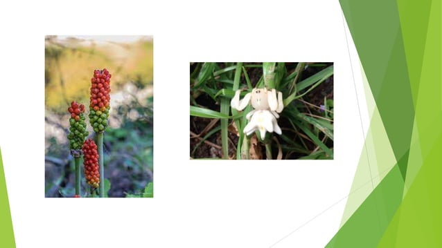 Mimicry in plants, plant ecology ☘️🌵☘️🌵 | PPTX
