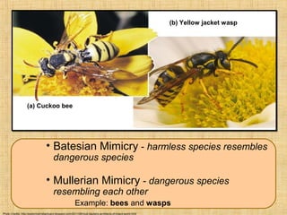 Mimicry | PPT