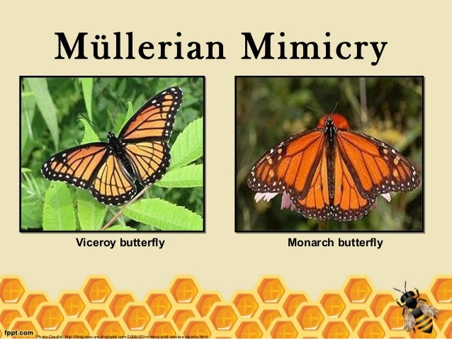 Mimicry