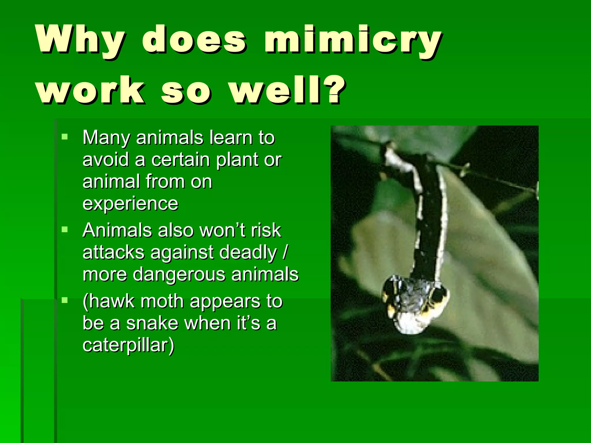 Mimicry and Camouflage | PPT