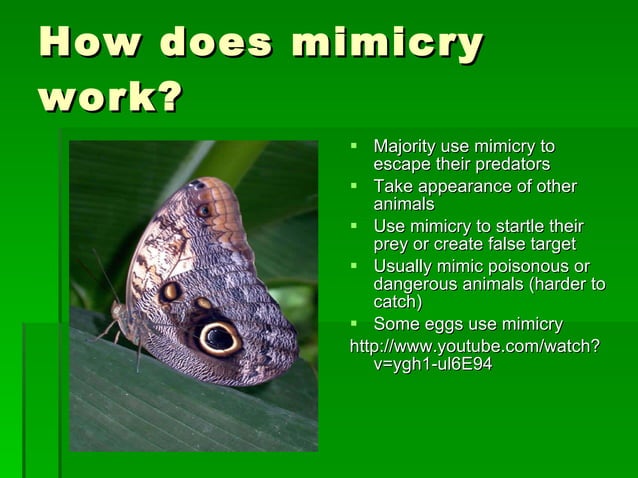 Mimicry and Camouflage | PPT