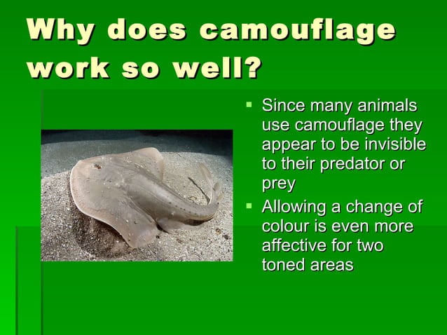 Mimicry and Camouflage | PPT | Reptiles | Pets