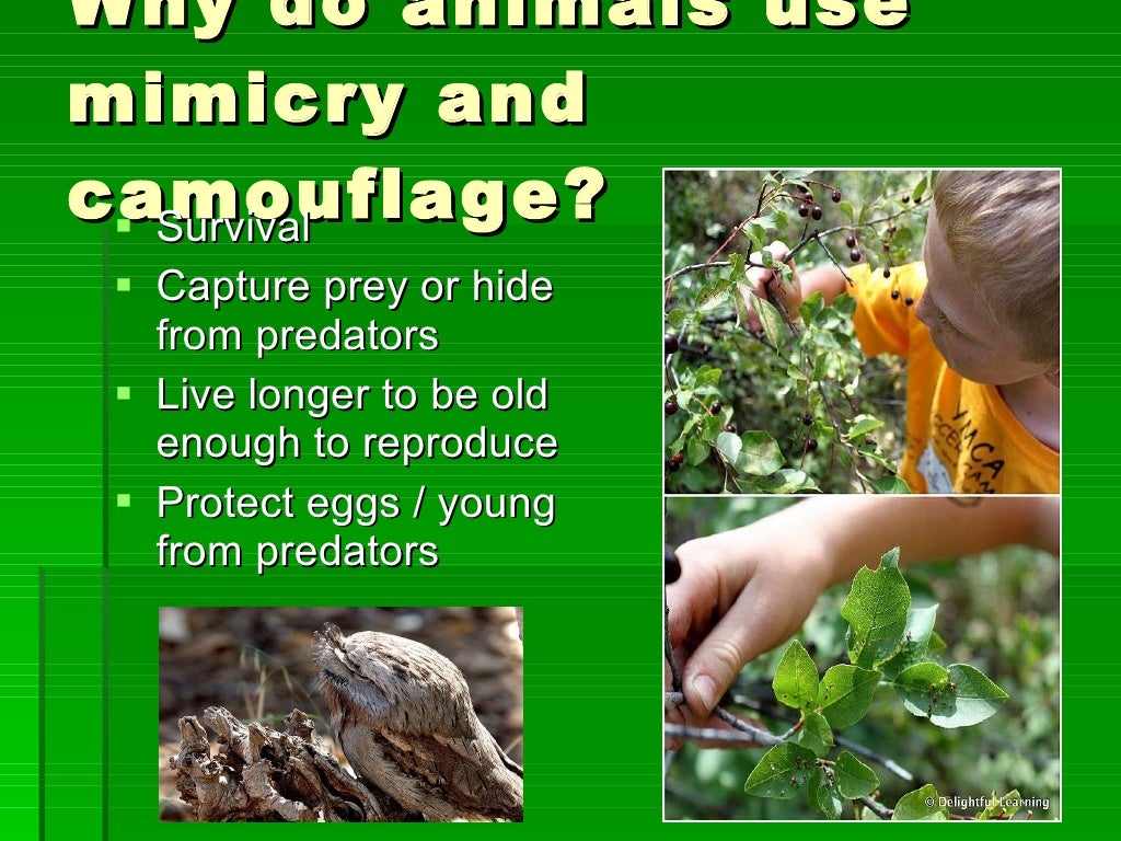 Mimicry and Camouflage