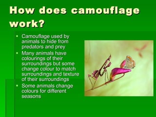 Mimicry and amouflage | PPT