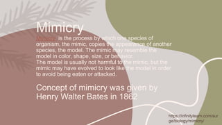 Mimicry in insects (gak).pptx