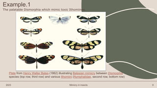 Mimicry in insects (gak).pptx