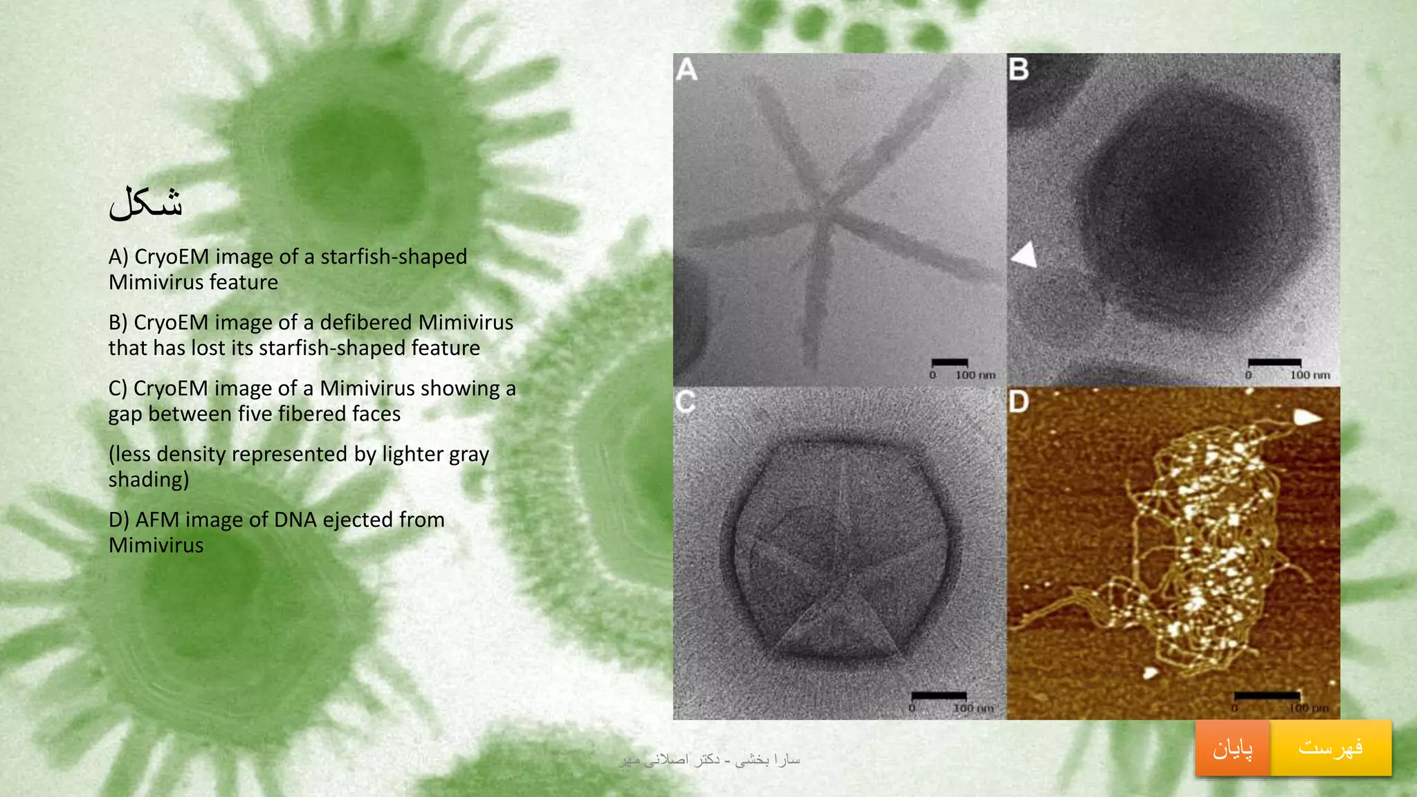 Virology - Mimivirus and Megavirus | PPTX