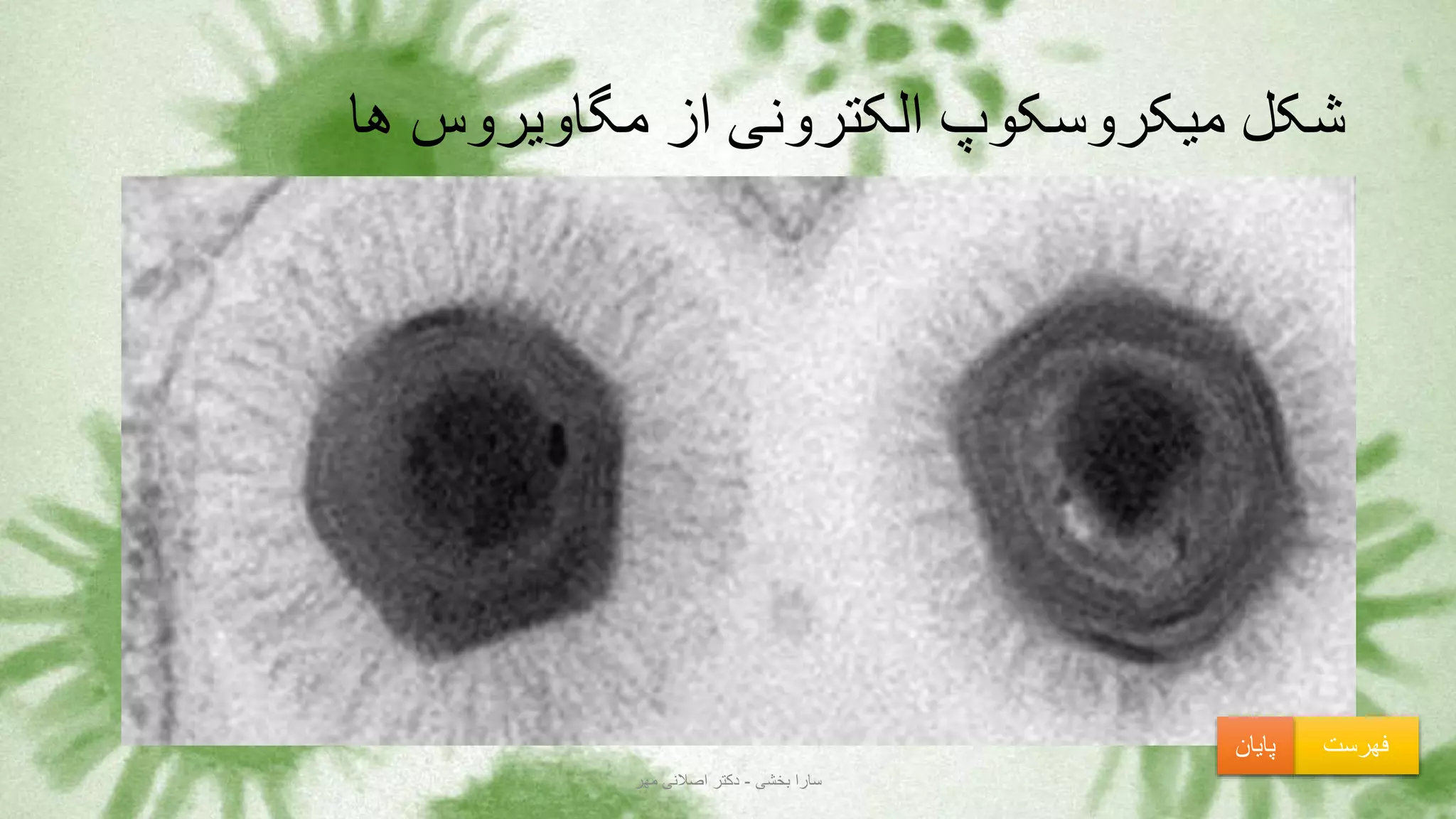 Virology - Mimivirus and Megavirus | PPTX