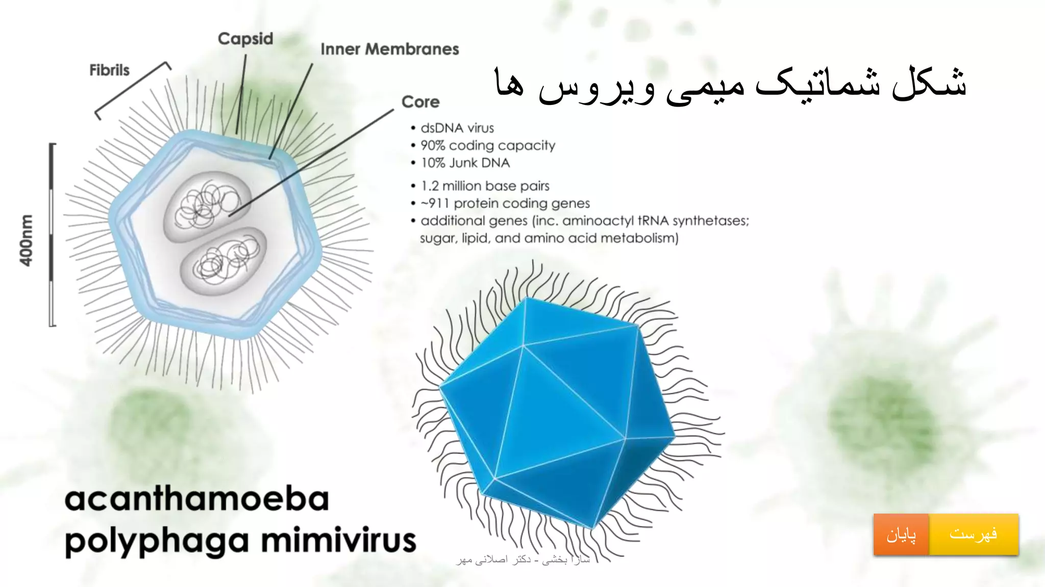 Virology - Mimivirus and Megavirus | PPTX