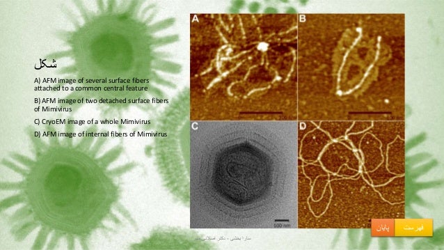 Virology - Mimivirus and Megavirus