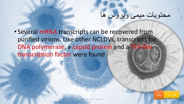 Virology - Mimivirus and Megavirus