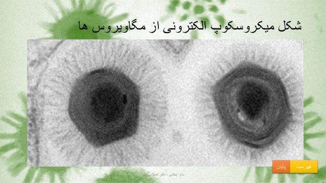 Virology - Mimivirus and Megavirus