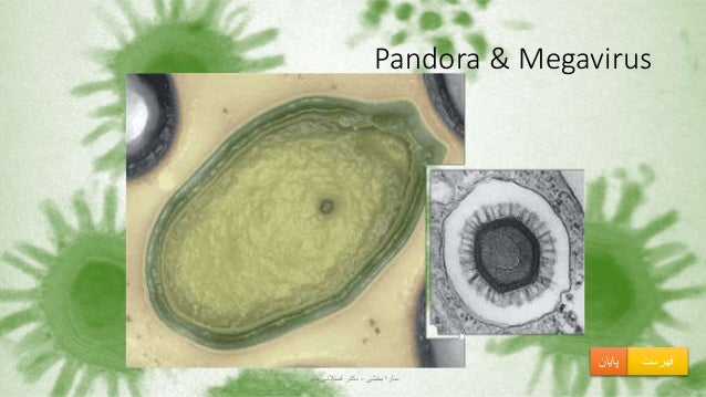 Virology - Mimivirus and Megavirus