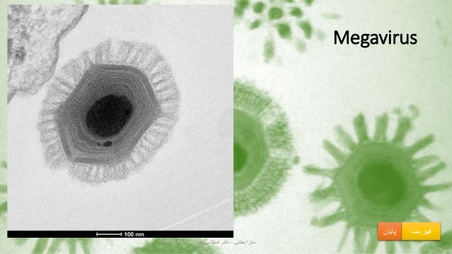 Virology - Mimivirus and Megavirus