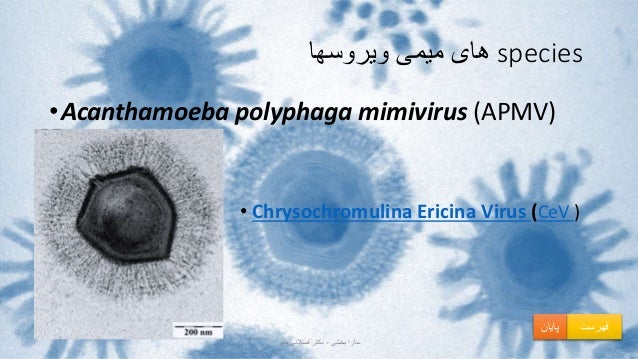 Virology - Mimivirus and Megavirus