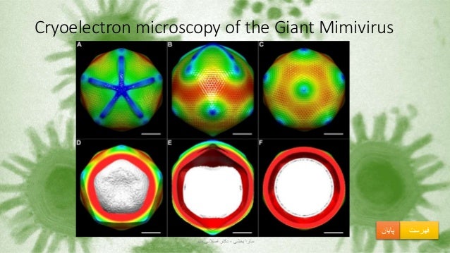 Virology - Mimivirus and Megavirus
