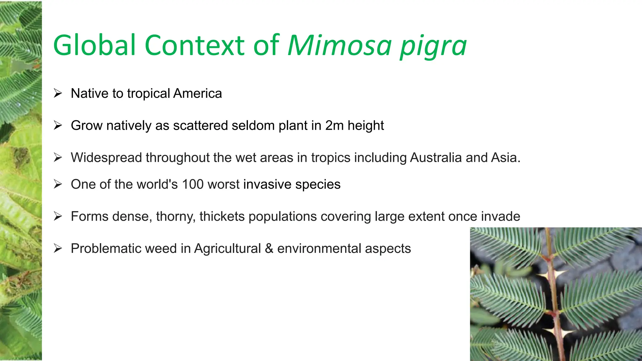 Mimosa pigra invasive plant in Sri lanka | PPTX