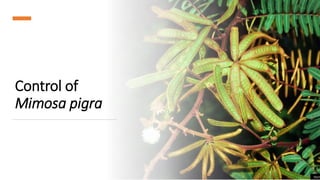 Mimosa pigra invasive plant in Sri lanka | PPTX