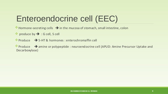 Enteroendocrine Cells Function In Stomach