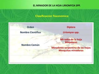 Minador de la hoja en tomate | PPTX
