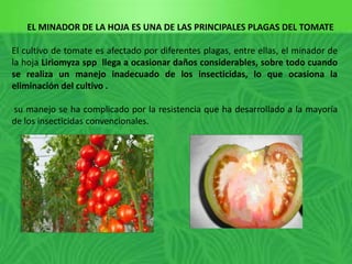 Minador de la hoja en tomate | PPTX