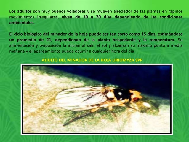 Minador de la hoja en tomate | PPTX
