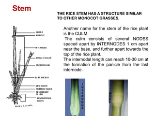 Advances in Rice and Onion | PPTX
